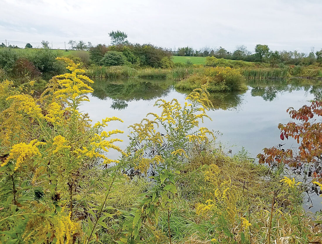 Old Crow Wetland focus of art exhibit | News, Sports, Jobs - Altoona Mirror